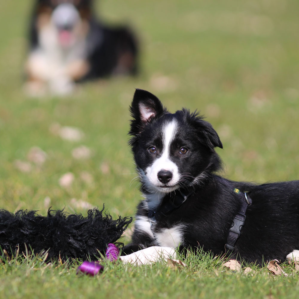 Ny hund! - hundogtraening.dk